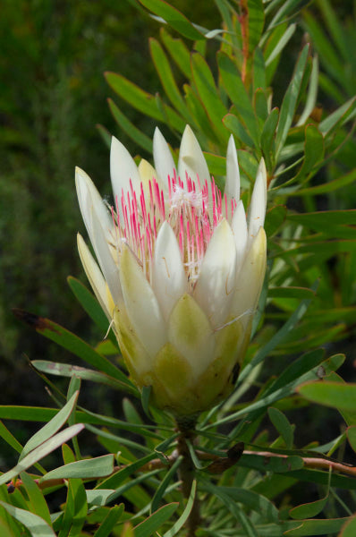 Protea 'Honeyglow' – Mountain View Nursery