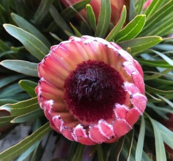 Protea Pixie – Mountain View Nursery