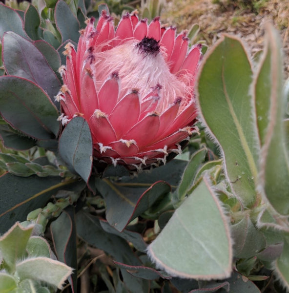 Protea 'Queen' – Mountain View Nursery