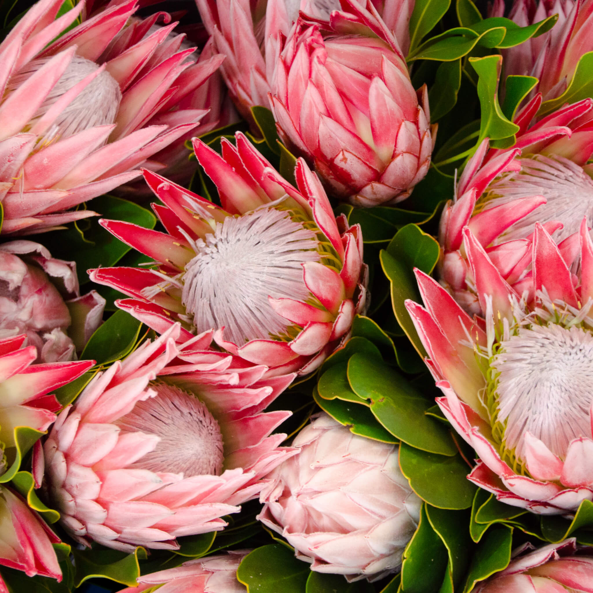Latest release proteas – Mountain View Nursery