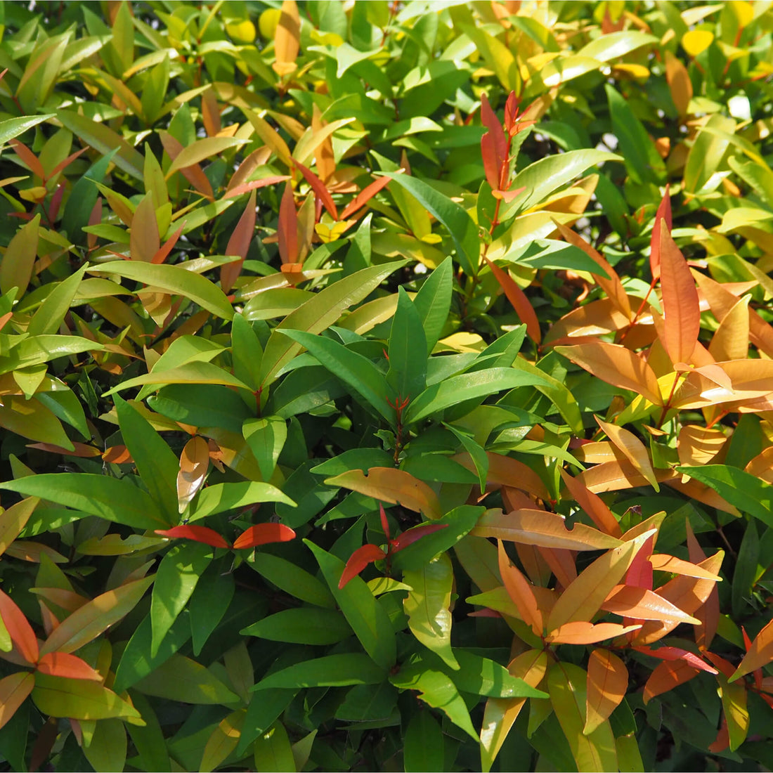 Corymbia ficifolia 'Dwarf Red' Grafted – Mountain View Nursery