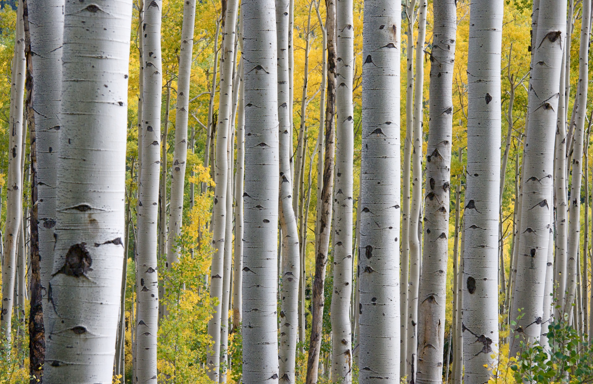 Birch – Mountain View Nursery