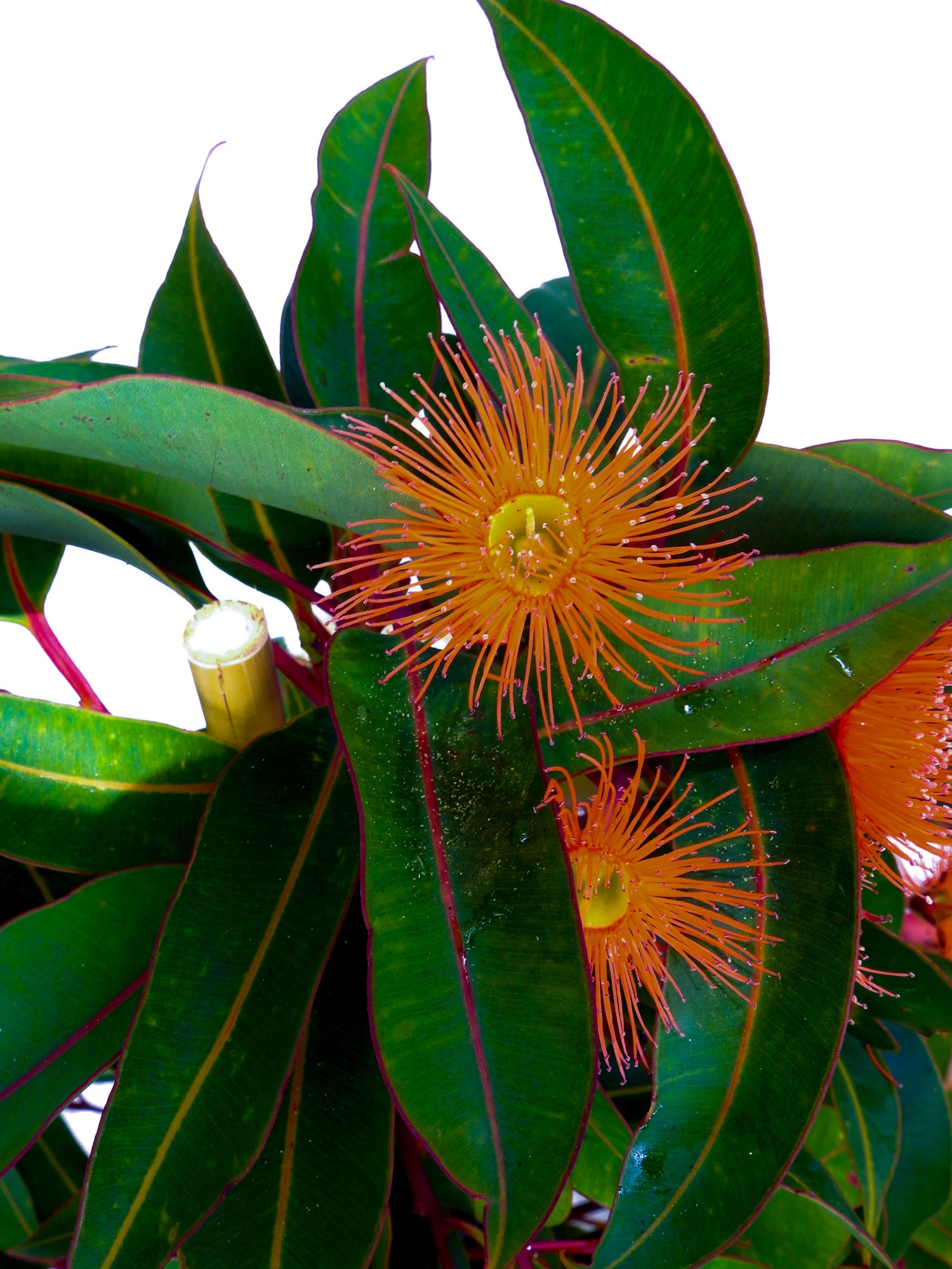 Calodendron capense Cape Chestnut – Mountain View Nursery