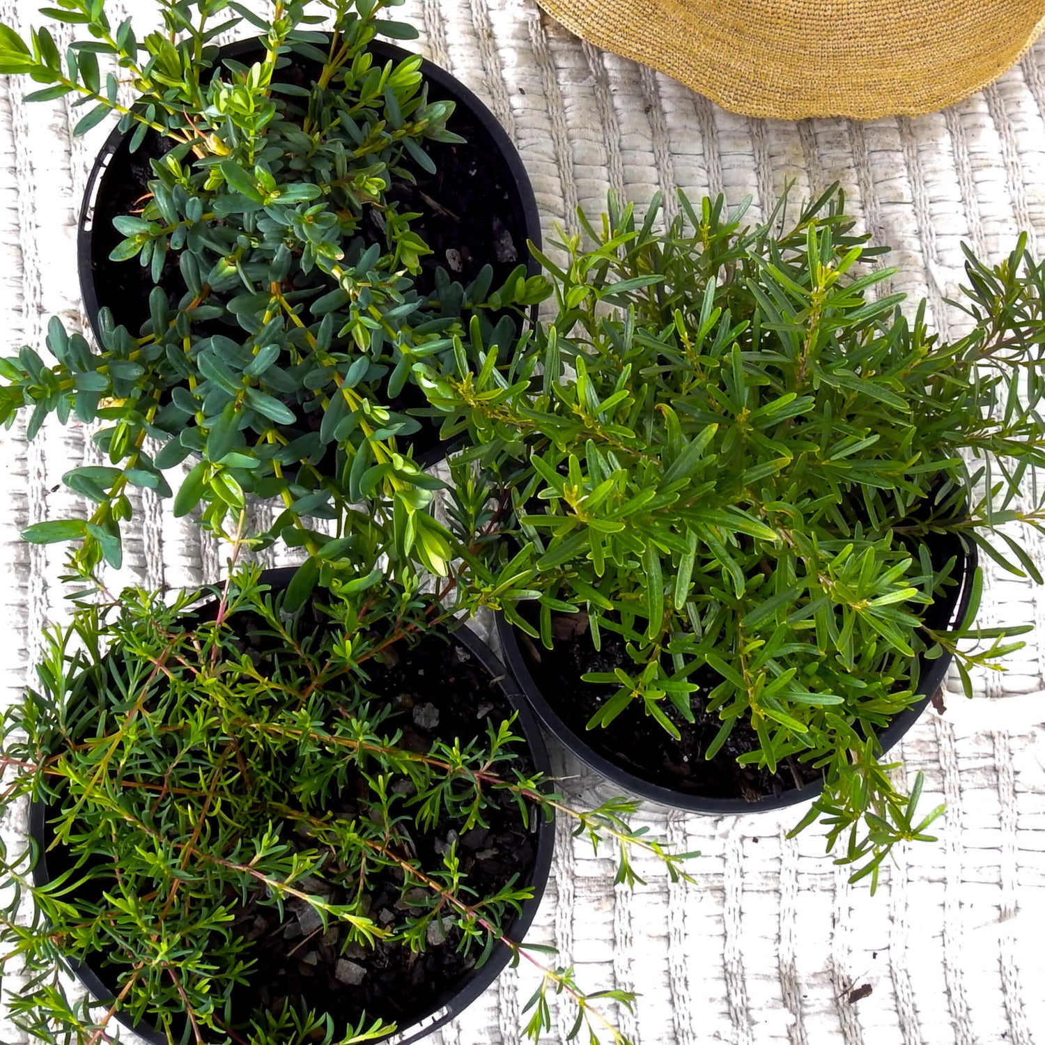 Correa alba Compacta – Mountain View Nursery