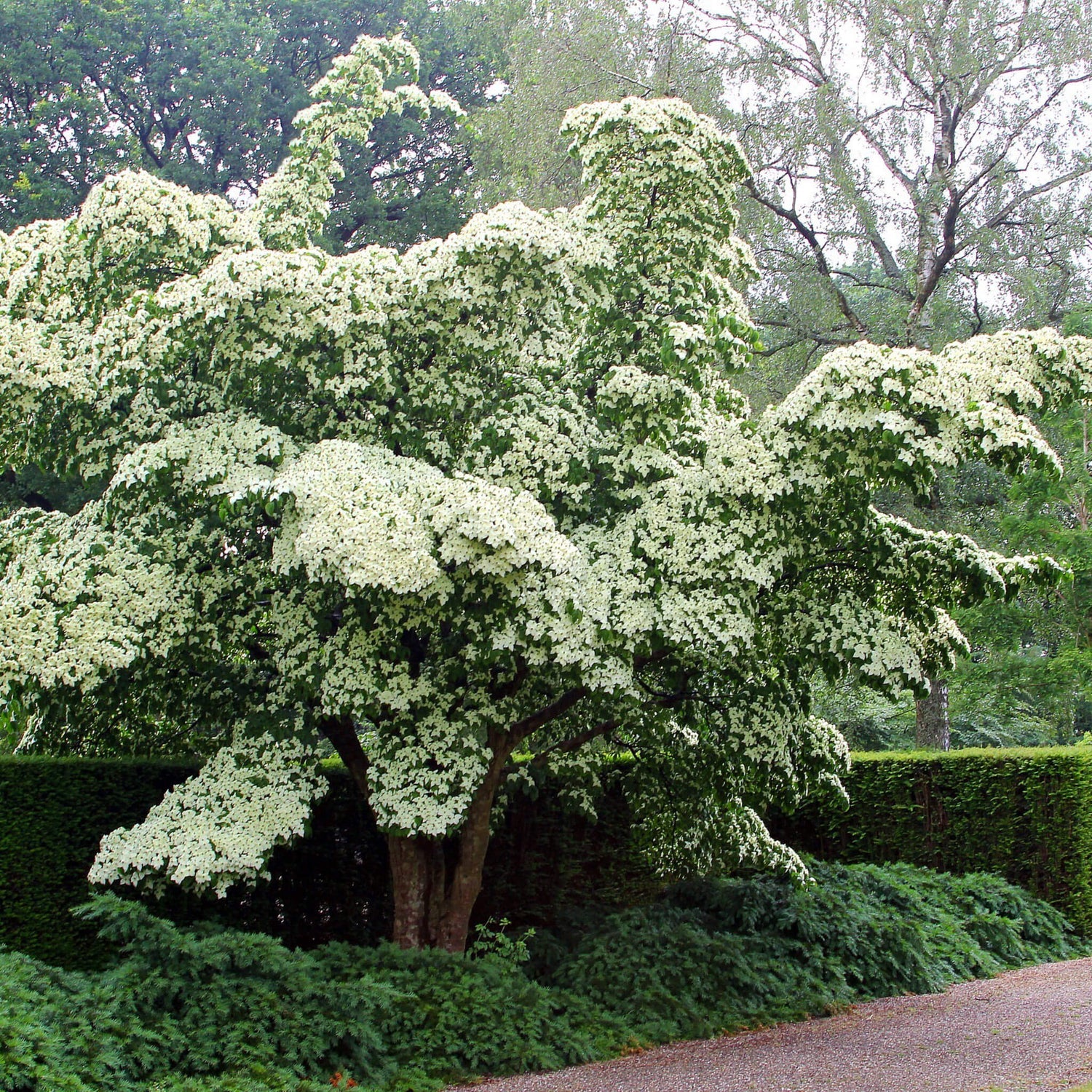 Pittosporum tenuifolium Silver Sheen – Mountain View Nursery