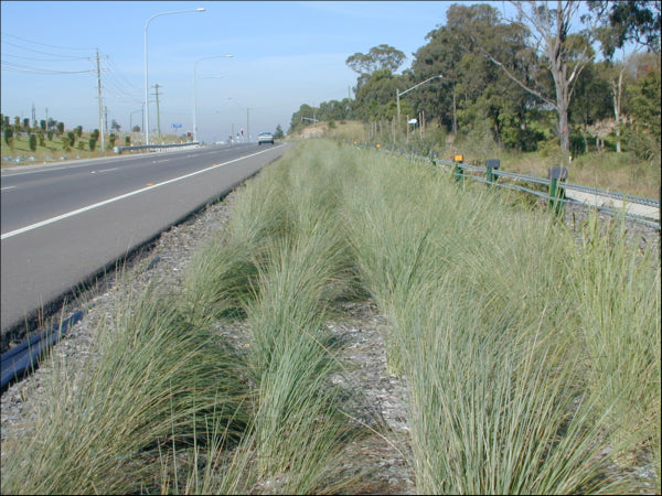 Poa labillardieri Eskdale – Mountain View Nursery