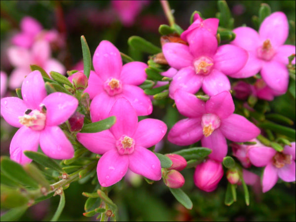 Crowea exalata Symphony – Mountain View Nursery