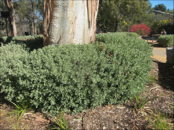 Rhagodia parabolica Grey Edge – Mountain View Nursery