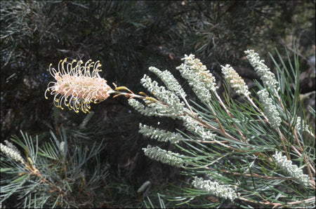 Grevillea Caloundra Gem – Mountain View Nursery