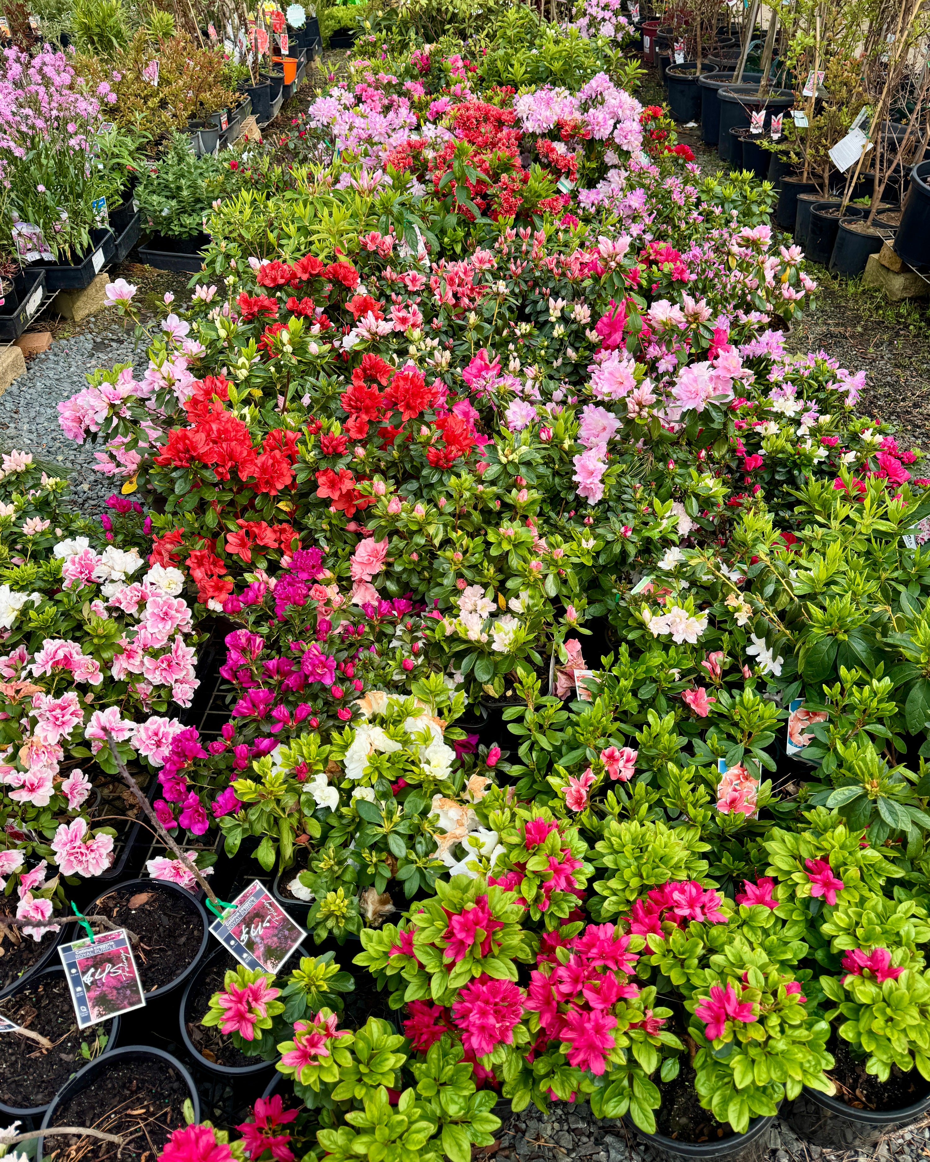 Unique and unusual plants, plus all your favourites – Mountain View Nursery