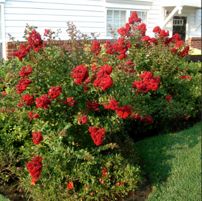 Lagerstroemia Enduring Summer Red Crepe Myrtle – Mountain View Nursery