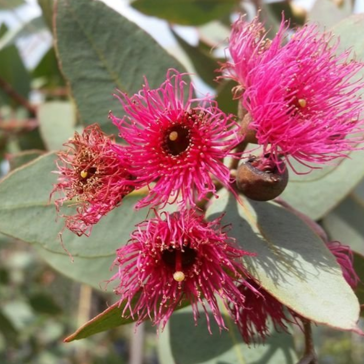 Eucalyptus leucoylon Euky Dwarf – Mountain View Nursery