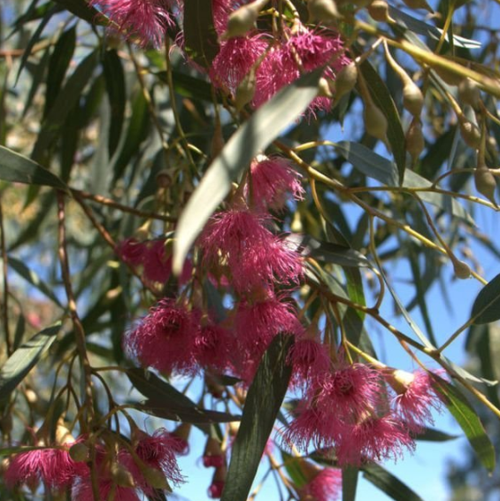 Eucalyptus leucoylon Euky Dwarf – Mountain View Nursery