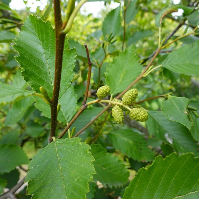 Alnus jorullensis Evergreen Alder – Mountain View Nursery