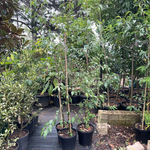 Alnus jorullensis Evergreen Alder – Mountain View Nursery