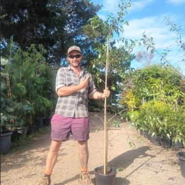 Alnus jorullensis Evergreen Alder – Mountain View Nursery