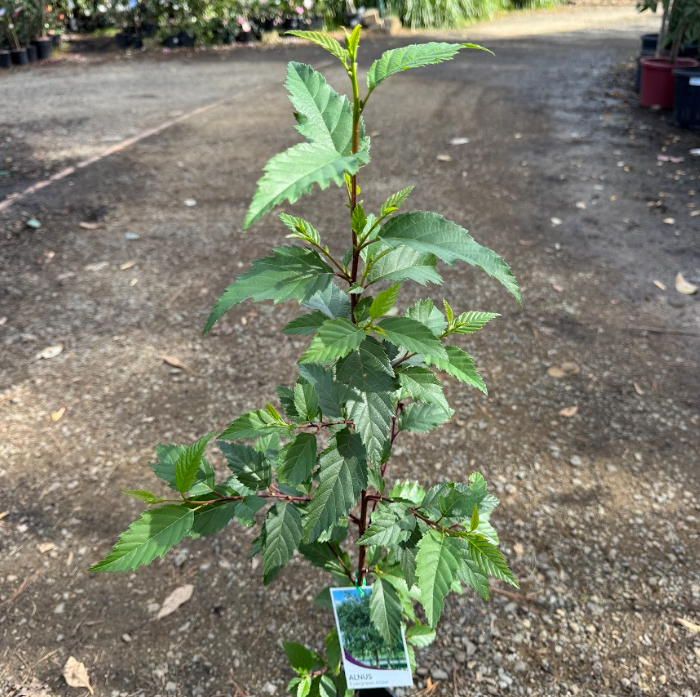 Alnus jorullensis Evergreen Alder – Mountain View Nursery