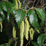 Alnus jorullensis Evergreen Alder – Mountain View Nursery