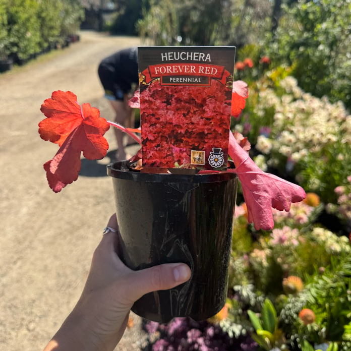 Heuchera Forever Red – Mountain View Nursery
