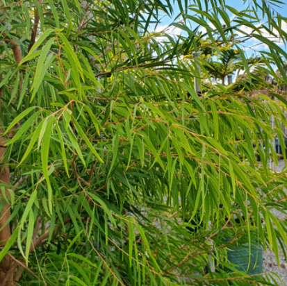 Acacia cognata Lime Magik – Mountain View Nursery
