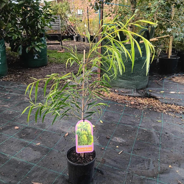 Acacia cognata Lime Magik – Mountain View Nursery