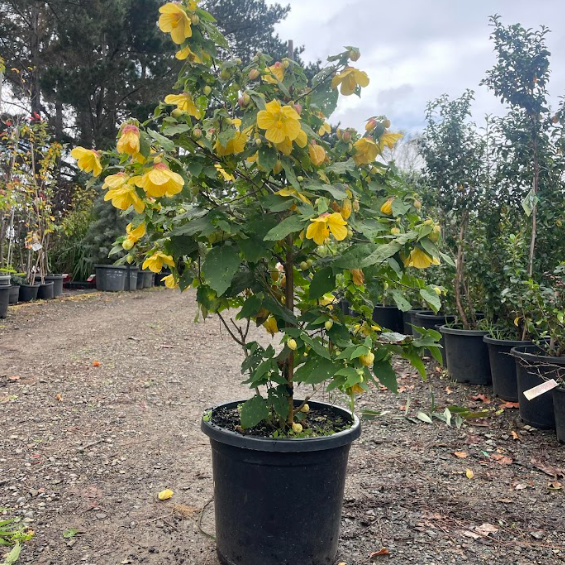 Abutilon Lucky Lantern Yellow – Mountain View Nursery