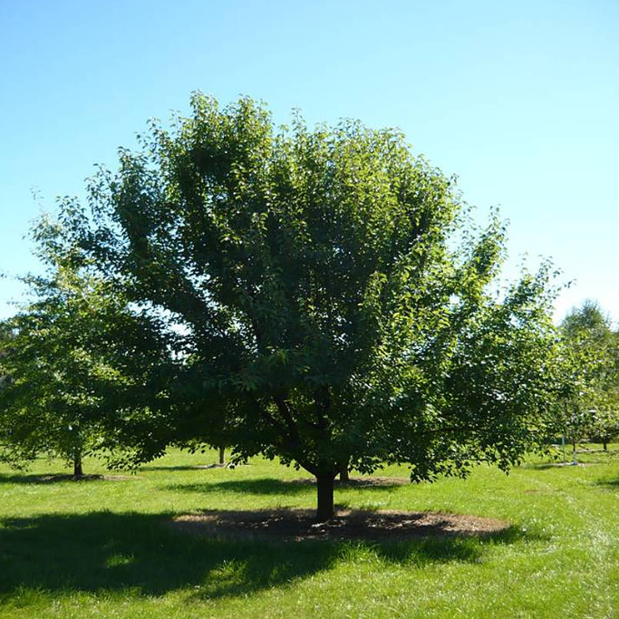 Pyrus ussuriensis Manchurian Pear – Mountain View Nursery