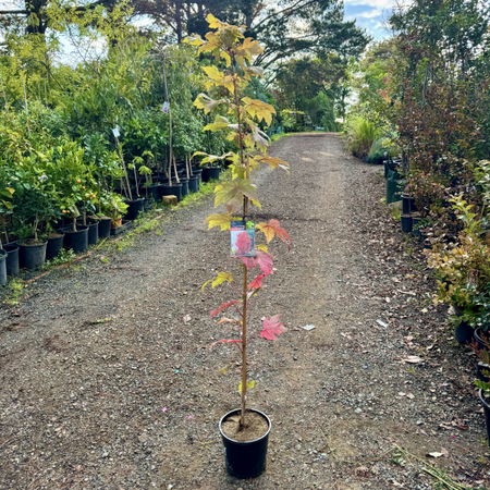 Maple trees – Mountain View Nursery