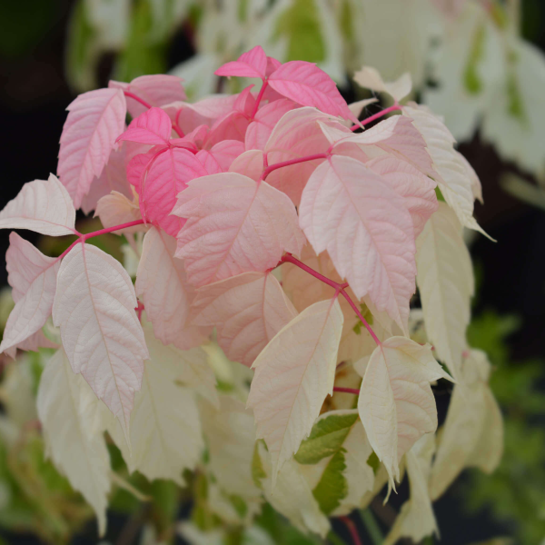 Acer negundo Pink Flamingo – Mountain View Nursery
