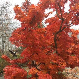 Maple trees – Mountain View Nursery