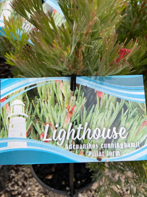 Adenanthos cunninghamii Lighthouse – Mountain View Nursery