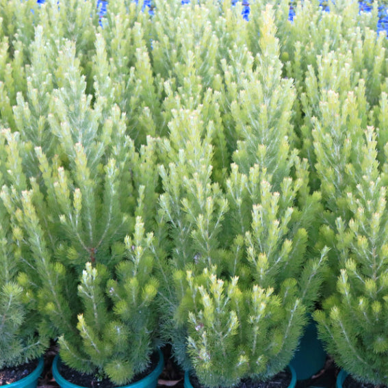 Adenanthos sericeus Platinum PBR – Mountain View Nursery