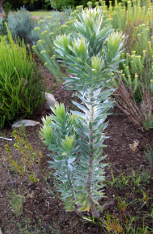 Adenanthos sericeus Silver Lining PBR – Mountain View Nursery