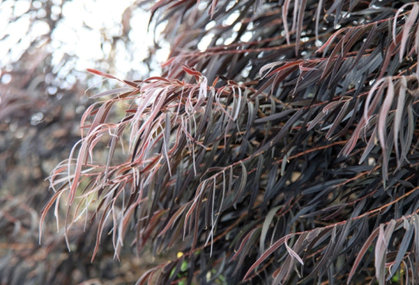 Agonis flexuosa After Dark – Mountain View Nursery