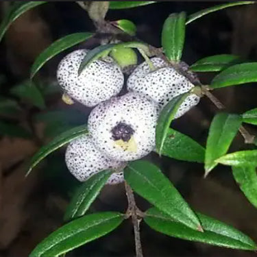 Austromyrtus dulcis Midyim Berries Bush Tucker – Mountain View Nursery