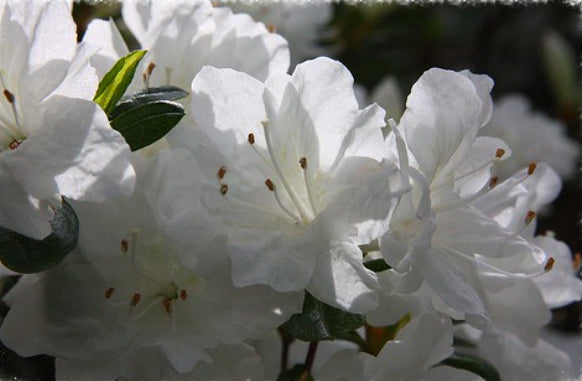 Azalea indica Alba Magna – Mountain View Nursery