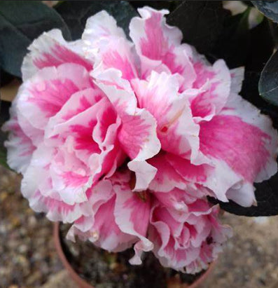 Azalea indica Inga – Mountain View Nursery