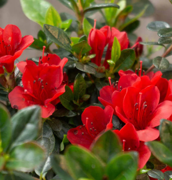 Azalea Wards Ruby – Mountain View Nursery