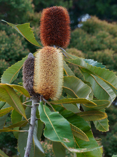 Banksia robur Swamp Banksia – Mountain View Nursery