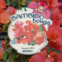 Bougainvillea Bambino Miski – Mountain View Nursery