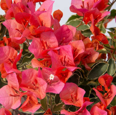 Bougainvillea Bambino Miski – Mountain View Nursery