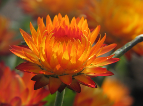 Bracteantha Elite Amber – Mountain View Nursery