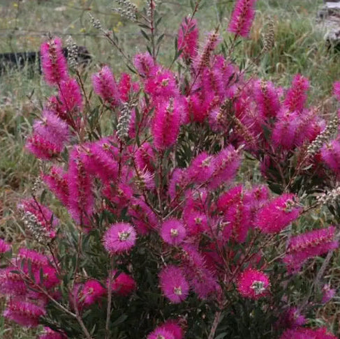 Callistemon citrinus Purple Cloud – Mountain View Nursery