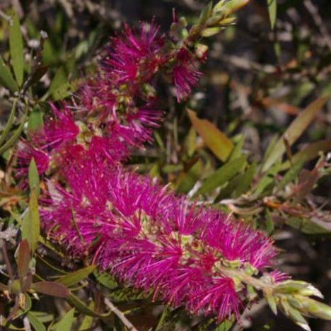Callistemon Purple Splendour – Mountain View Nursery