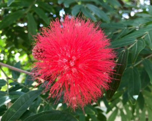 Calliandra Red Pom Pom – Mountain View Nursery
