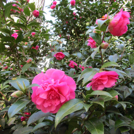 Camellia japonica Debbie – Mountain View Nursery