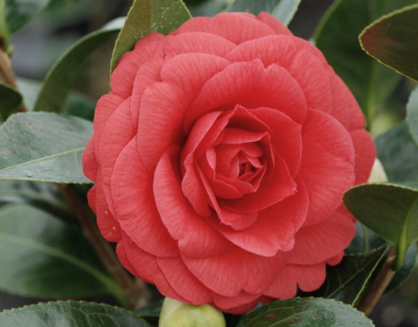 Camellia japonica Red Red Rose – Mountain View Nursery