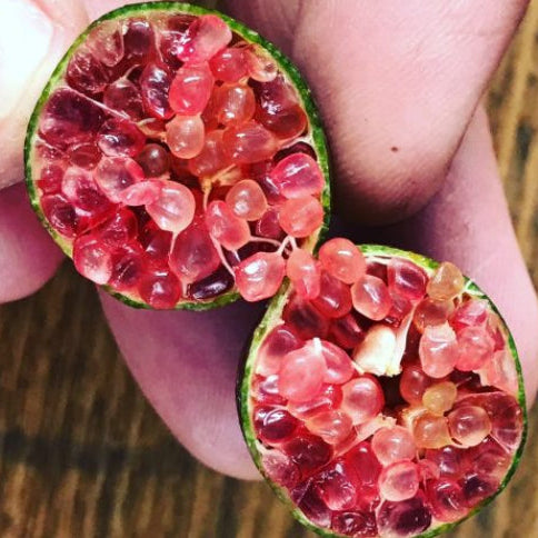 Citrus australasica Red Champagne (finger lime) – Mountain View Nursery