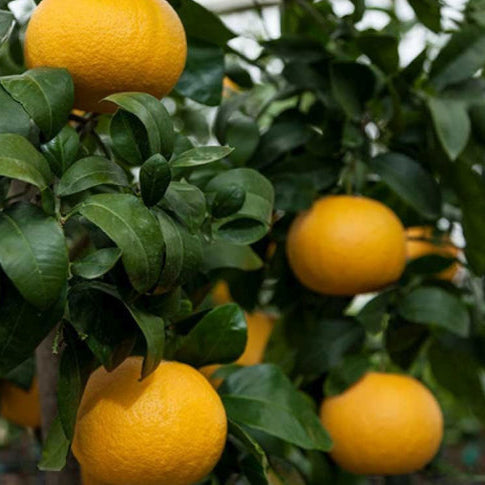Citrus paradisi Red Dwarf (Grapefruit) – Mountain View Nursery