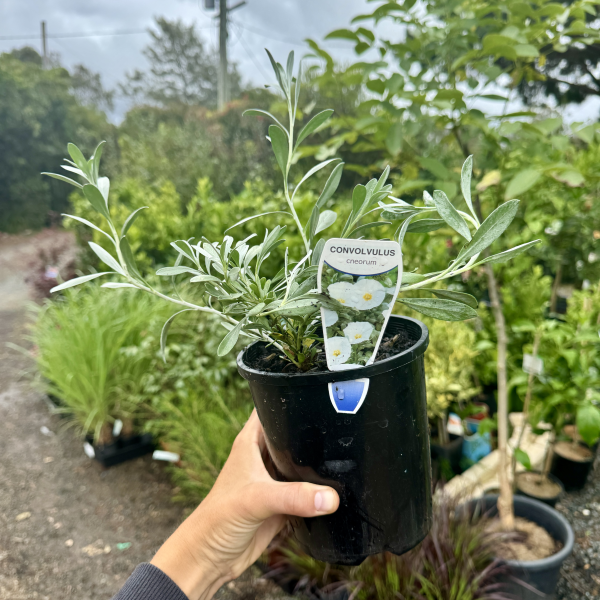 Convolvulus cneorum Silver Bush – Mountain View Nursery